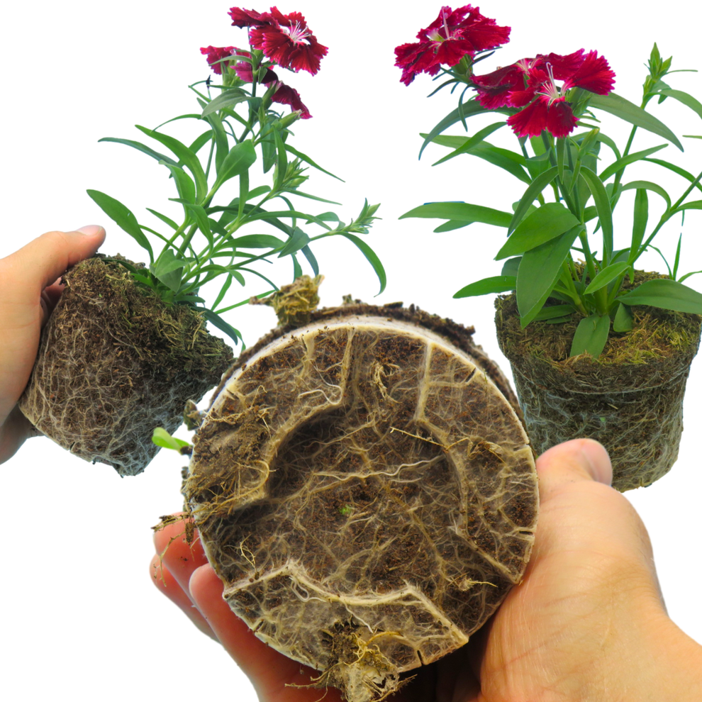 Dianthus Deep Red – The Secret PlantHouse